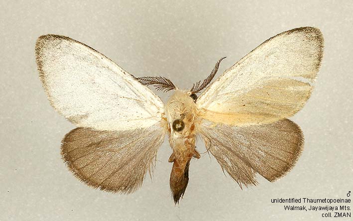 Papua Insects Foundation (Lepidoptera/Notodontidae thumbnails)